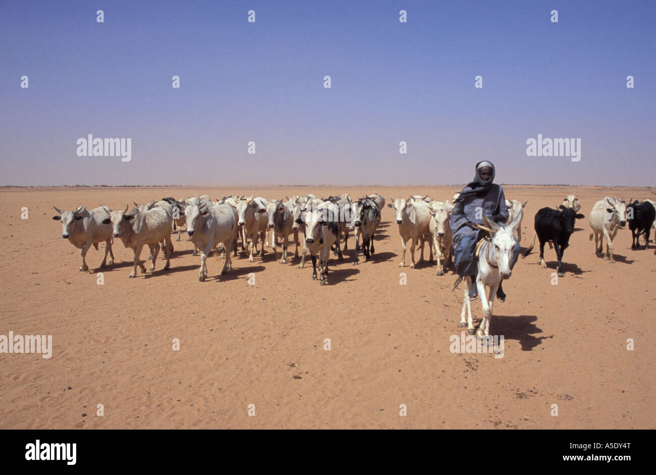 caravan of domestic cattle - man with herd, Sudan Stock Photo - Alamy