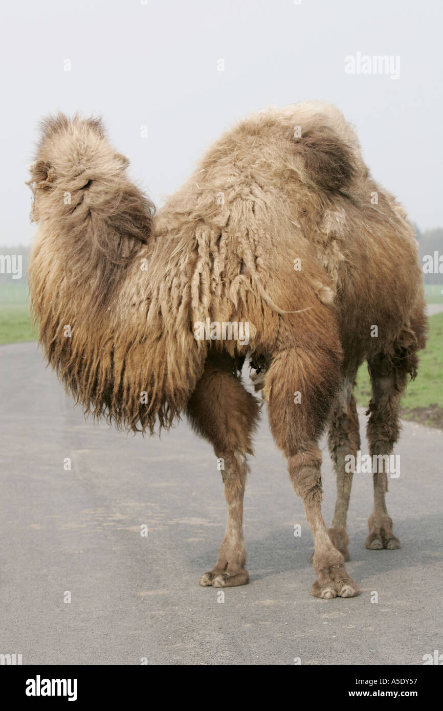 Camel go walking humor Bactrian humps desert animal largest living ...
