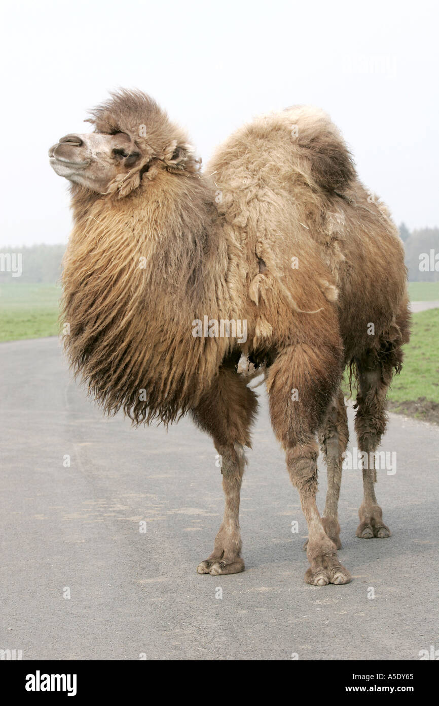 Camel go walking humor Bactrian humps desert animal largest living ...