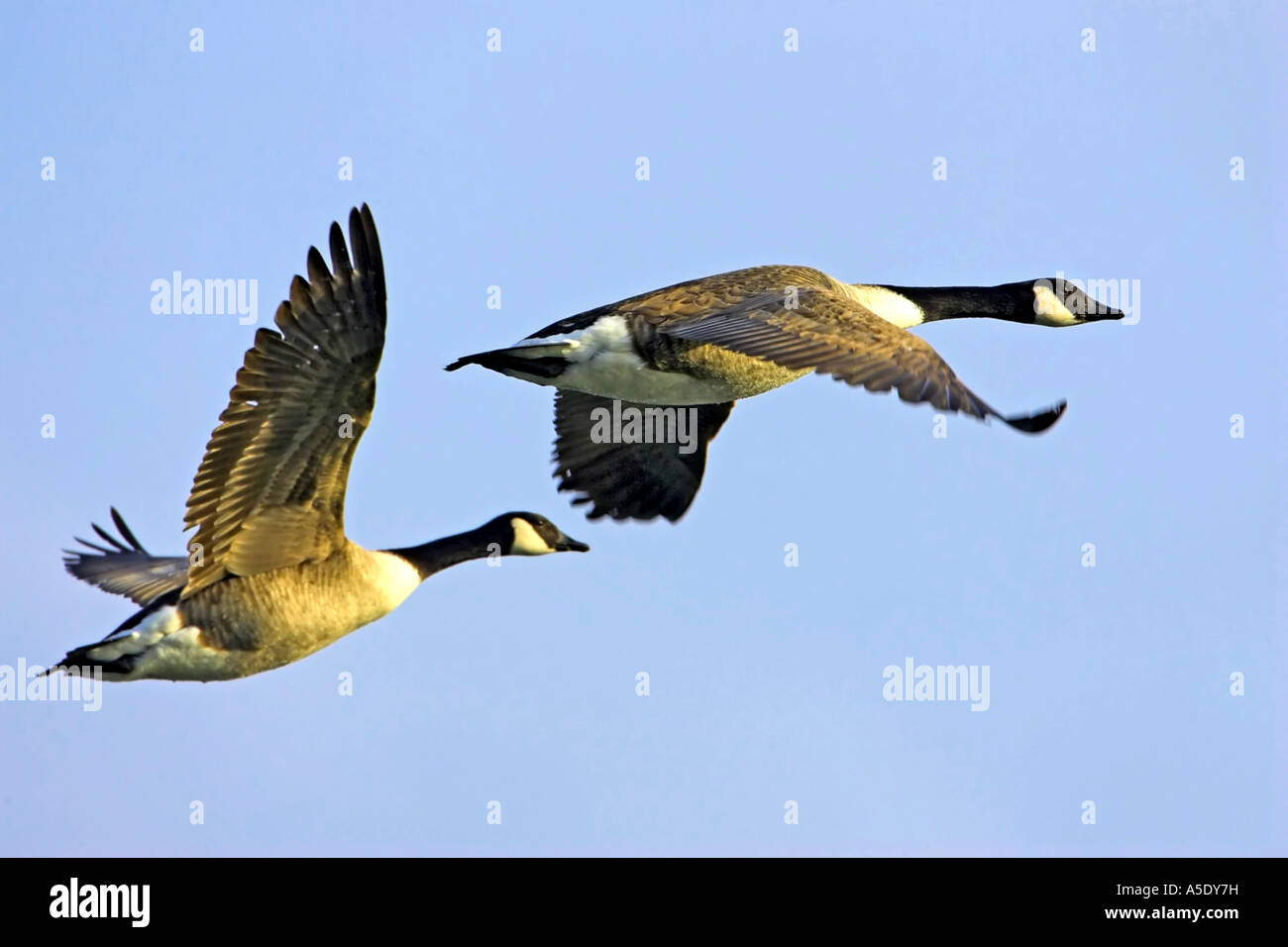 Canada goose (Branta canadensis), in flight, Germany Stock Photo - Alamy