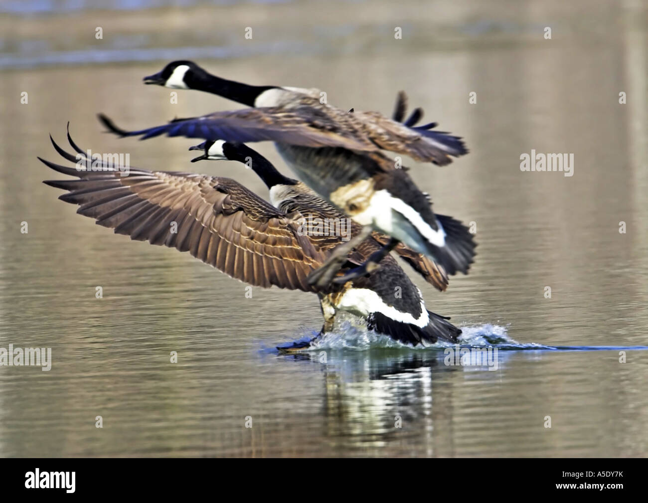 Splashdown hi-res stock photography and images - Alamy