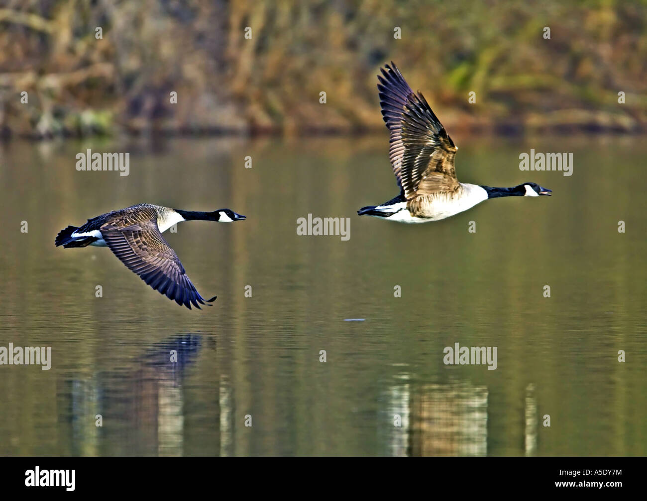 In flight j hi-res stock photography and images - Alamy