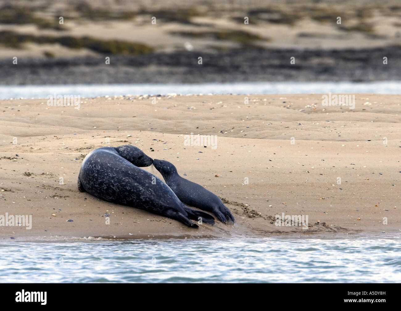 Two seals kissing hi-res stock photography and images - Alamy