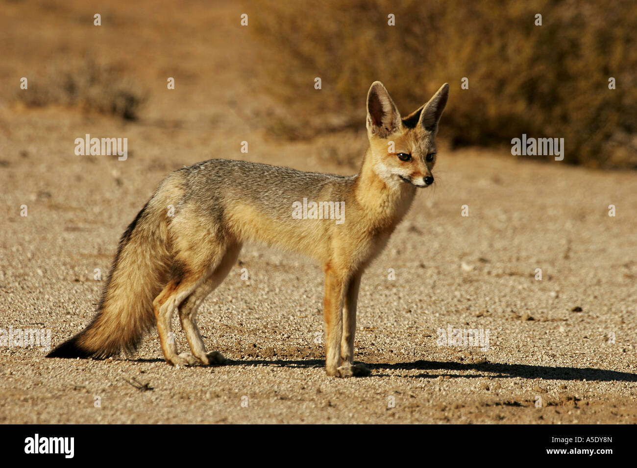 Cape fox (Vulpes chama), Female cape fox standing, South Africa ...