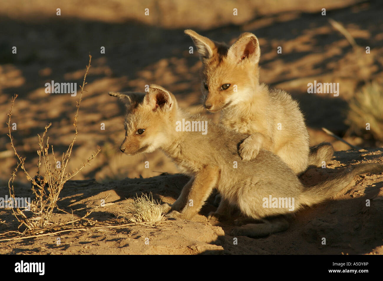 Cape fox (Vulpes chama), cape fox duo playing, South Africa, Northern ...