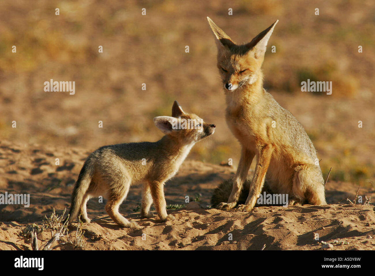 Cape fox (Vulpes chama), cape fox pup greets mom, South Africa ...