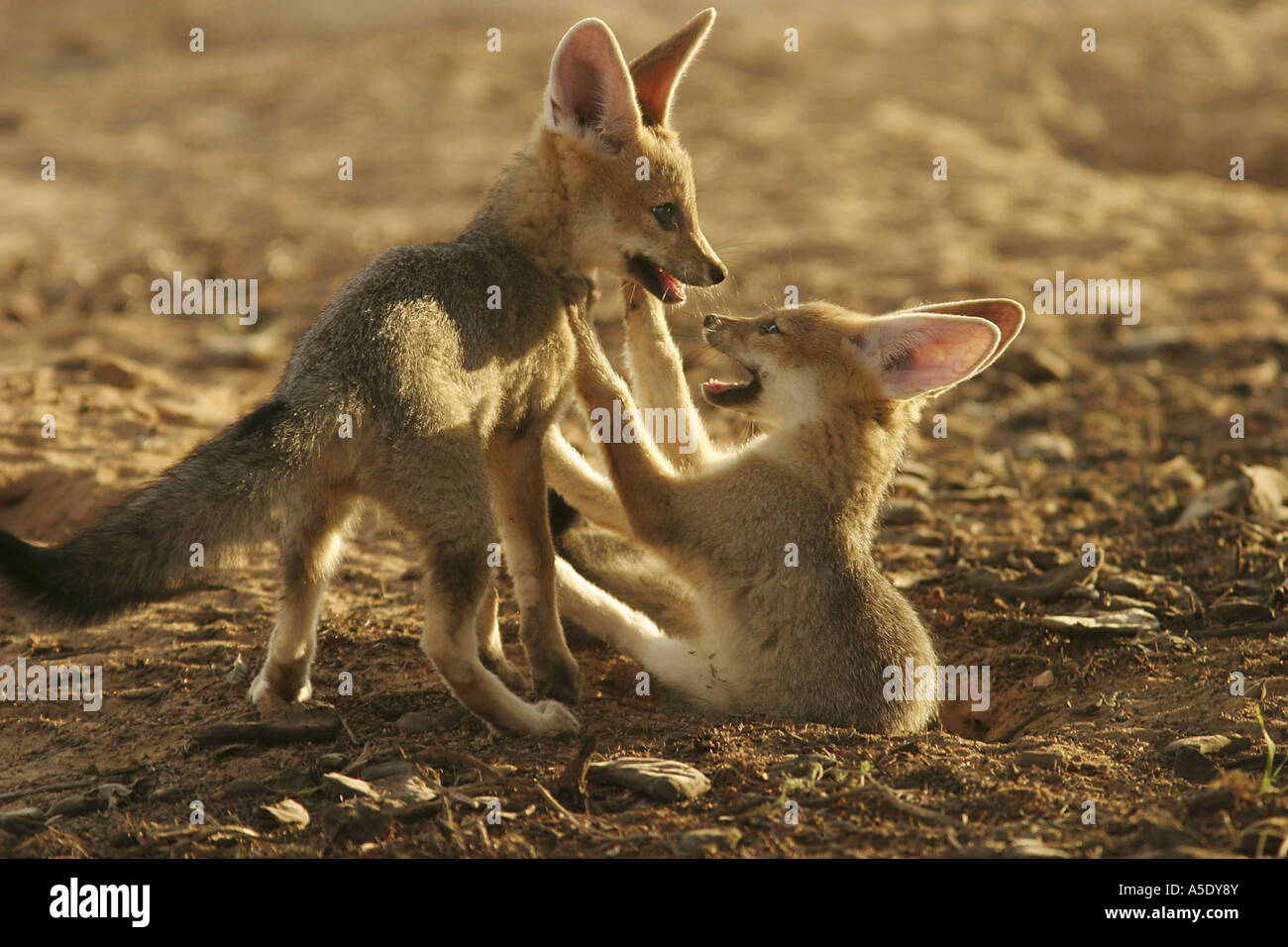 Cape fox (Vulpes chama), playing, South Africa, Northern Cape, Kalahari ...