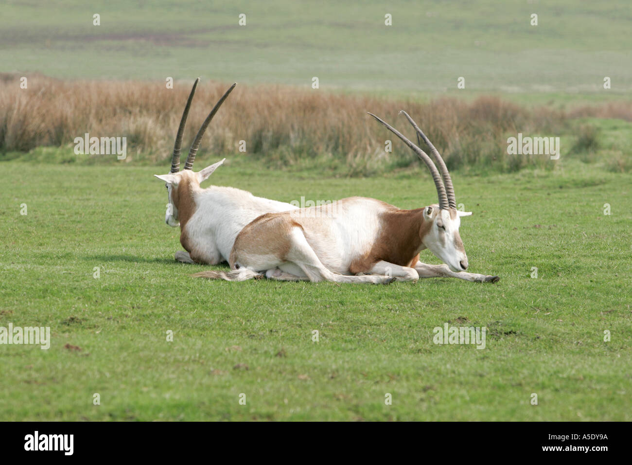 Sahara horn of africa landscape hi-res stock photography and images - Alamy