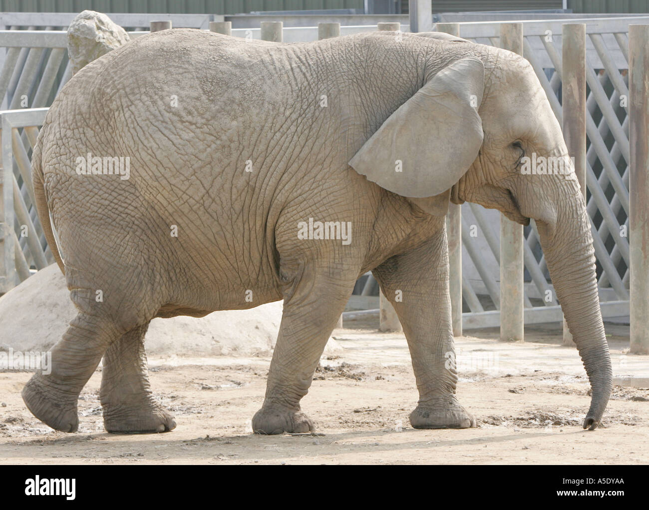 African elephant jumbo Knowsley safari park African wildlife mammal ...