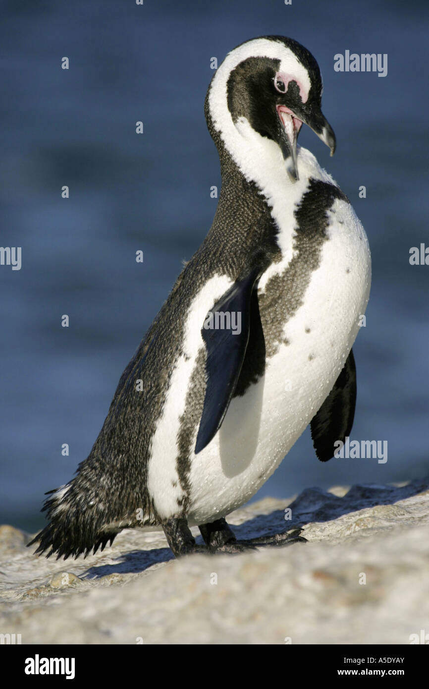 Penguin hygiene hi-res stock photography and images - Alamy