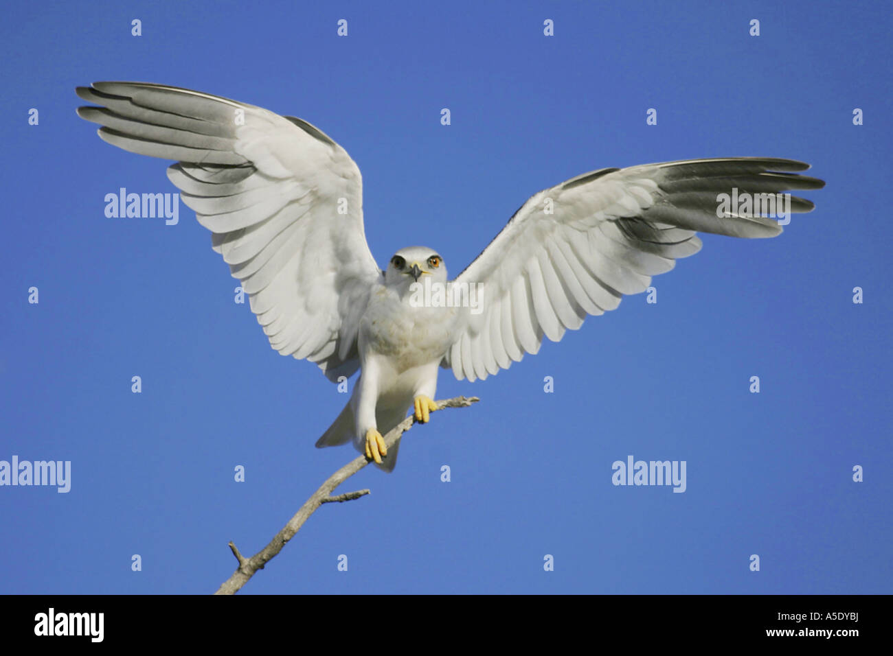 black-shouldered kite (Elanus caeruleus), spreading wings, South Africa ...