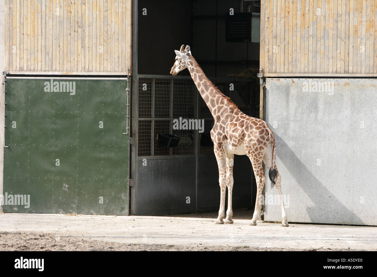 One 1 tree solo Giraffe entrance home door Africa mammal zoo length ...