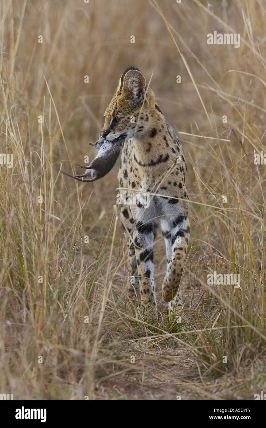 Serval cat on african savannah hi-res stock photography and images - Alamy