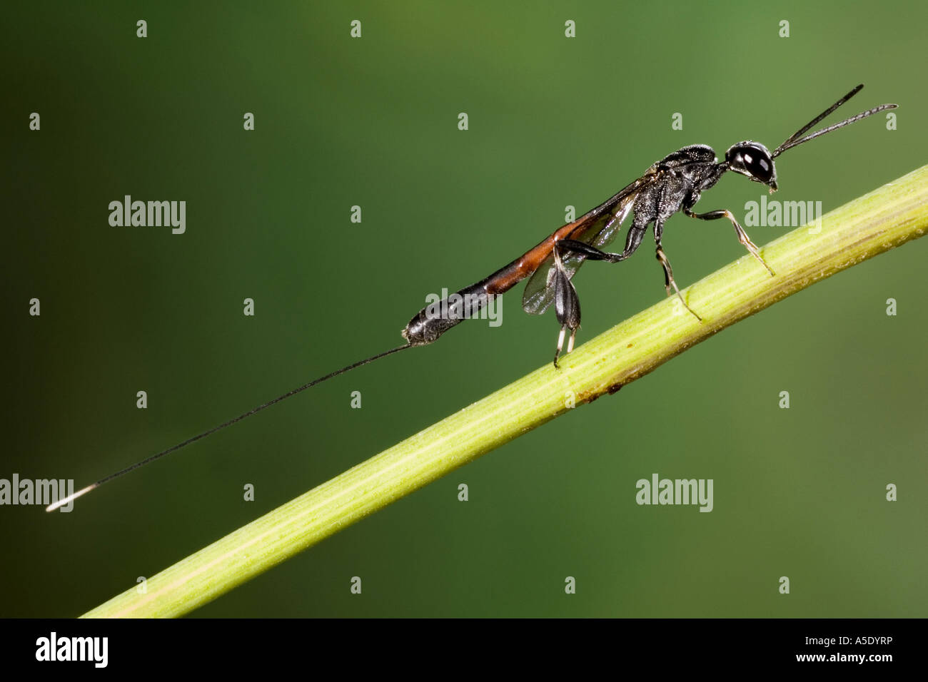 spectrum wood wasp (Xeris spectrum Stock Photo - Alamy