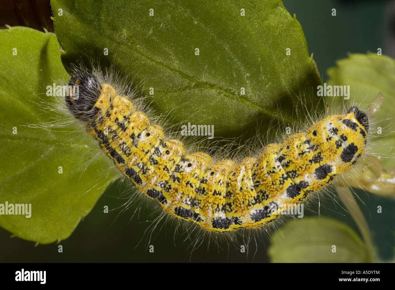 large white (Pieris brassicae), caterpillar Stock Photo - Alamy