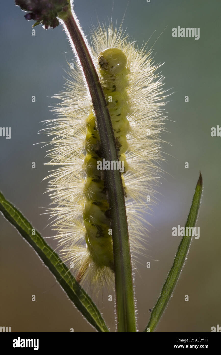 pale tussock, red-tail moth (Calliteara pudibunda, Dasychira pudibunda ...