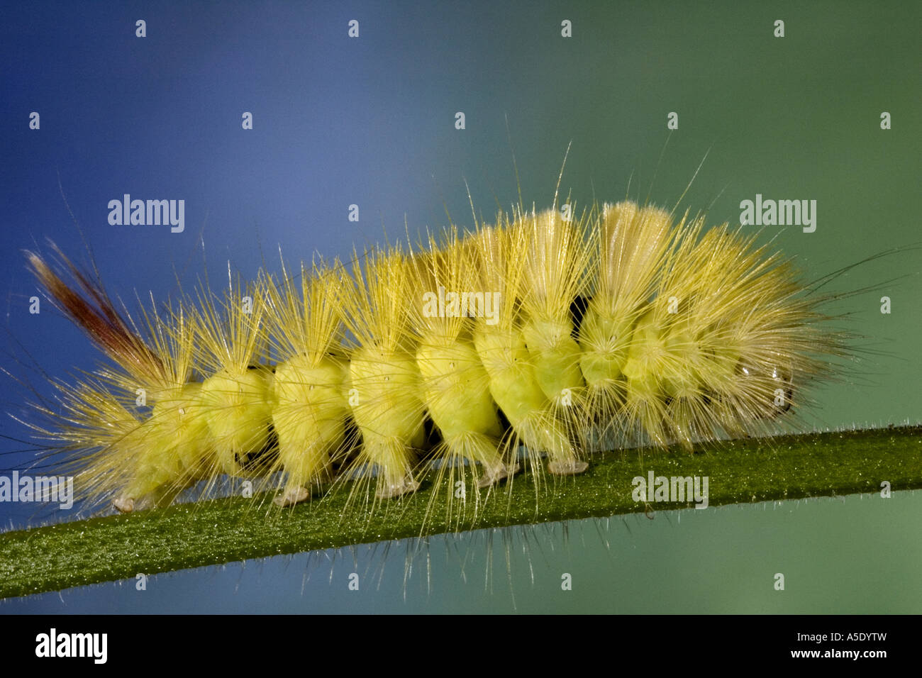 pale tussock, red-tail moth (Calliteara pudibunda, Dasychira pudibunda ...
