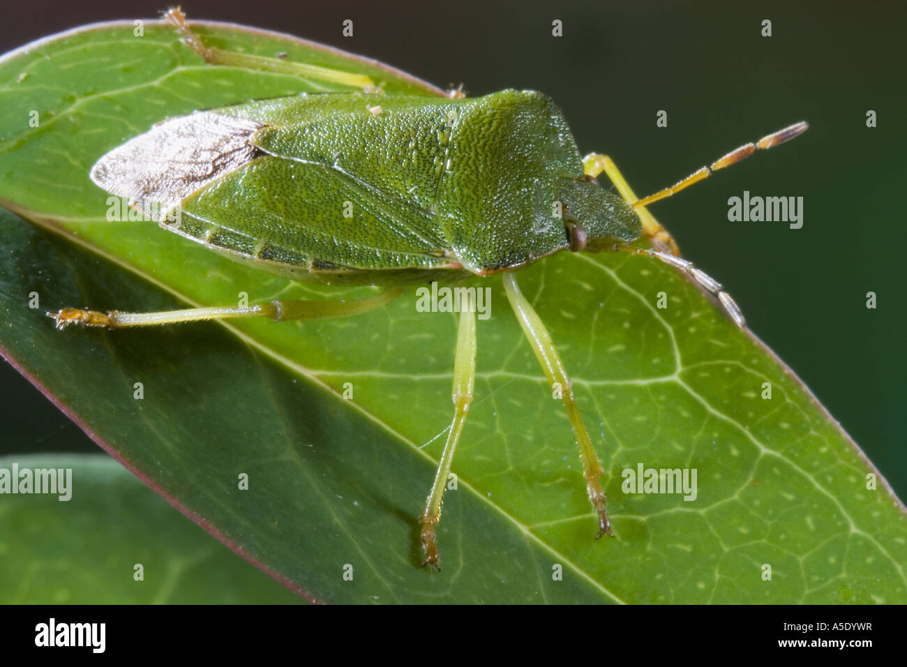 green shield bug, common green shield bug (Palomena prasina), on leaf ...