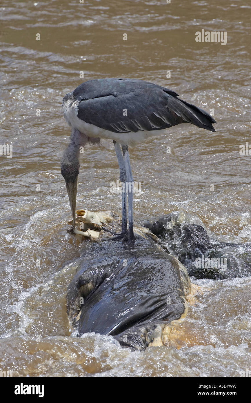 marabou stork (Leptoptilos crumeniferus), at Mara River, Kenya, Masai Mara National Reserve ...