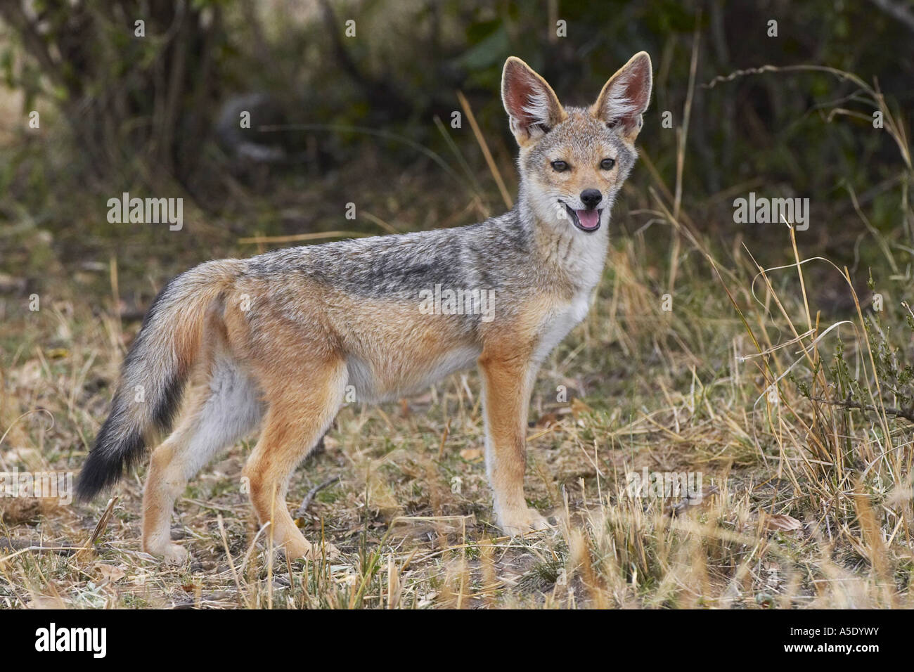 black-backed jackal (Canis mesomelas), Kenya, Masai Mara National ...