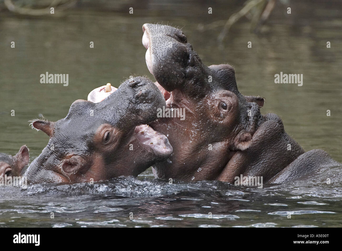 hippopotamus or hippo (Hippopotamus amphibius), play-fighting mother ...