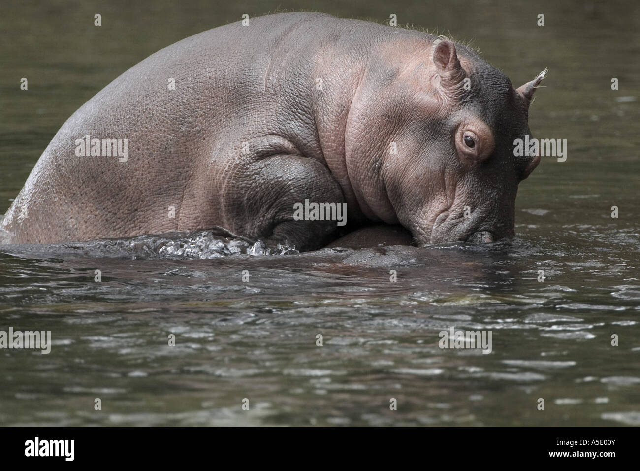 hippopotamus or hippo (Hippopotamus amphibius), fight, Kenya, Tsavo ...