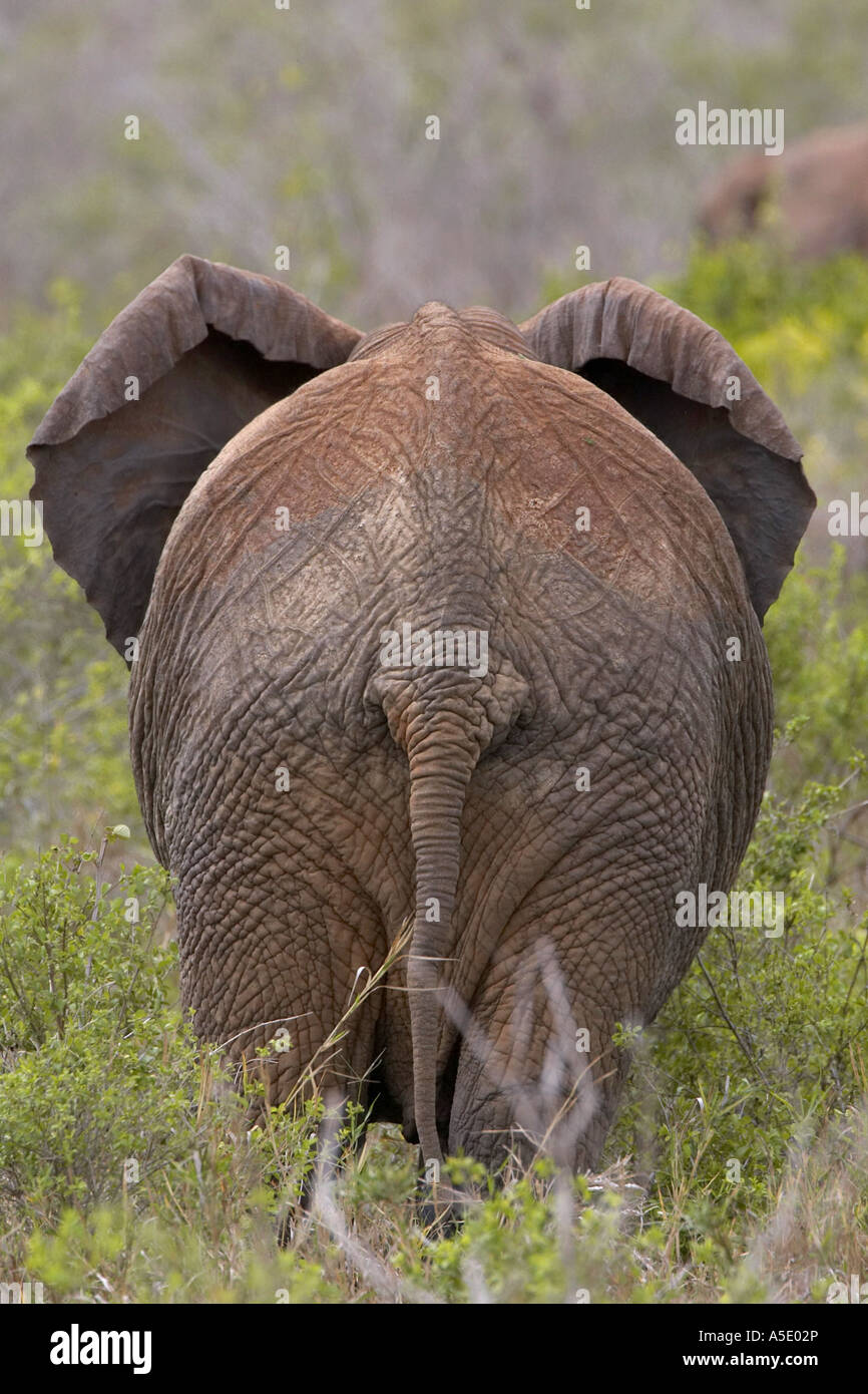 Elephant bottom kenya hi-res stock photography and images - Alamy