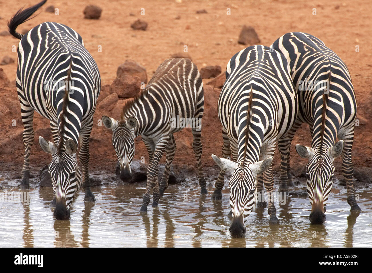 Boehm's zebra, Grant's zebra (Equus quagga boehmi, Equus quagga granti ...