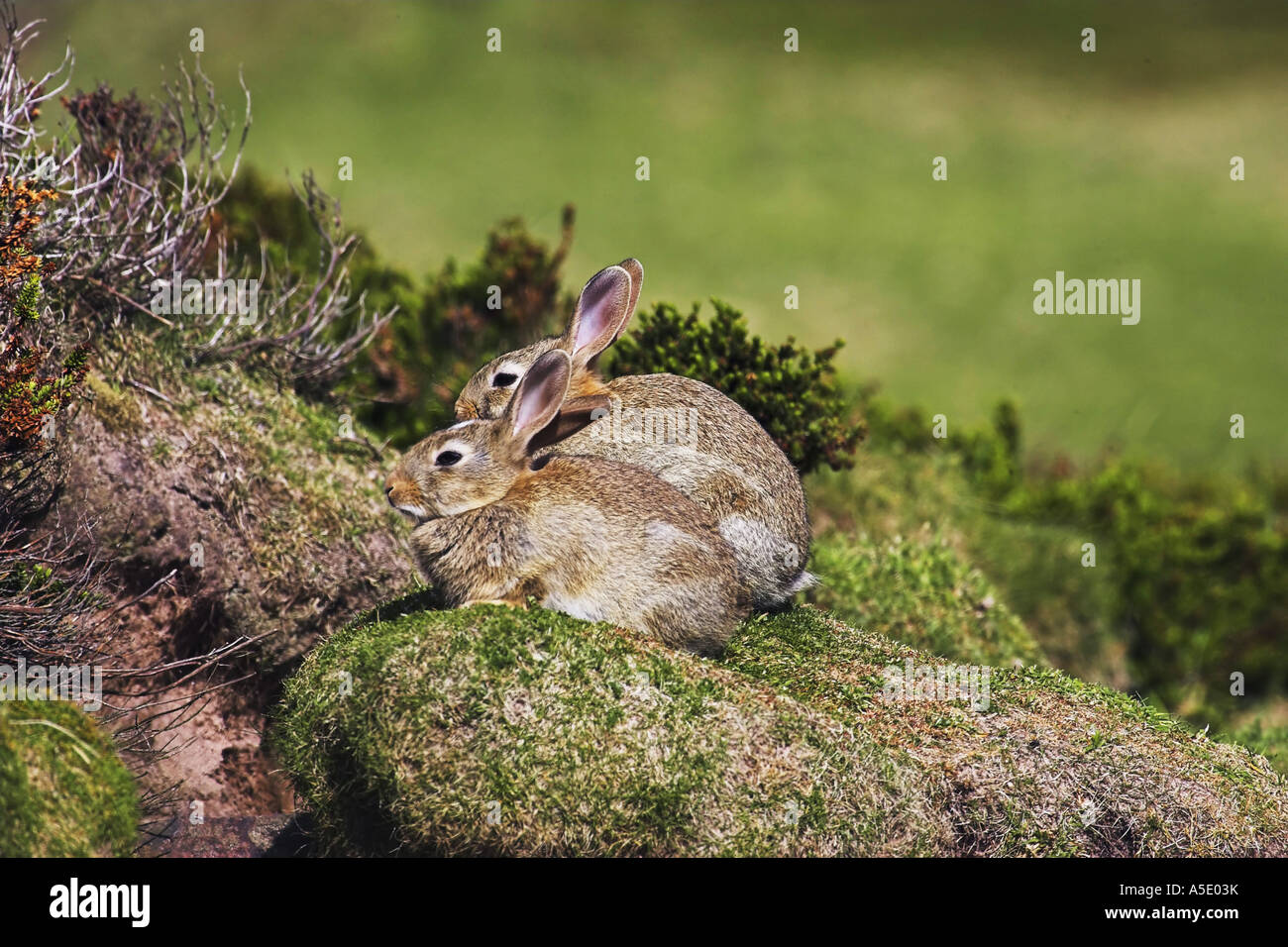 European rabbit (Oryctolagus cuniculus), resting, United Kingdom ...