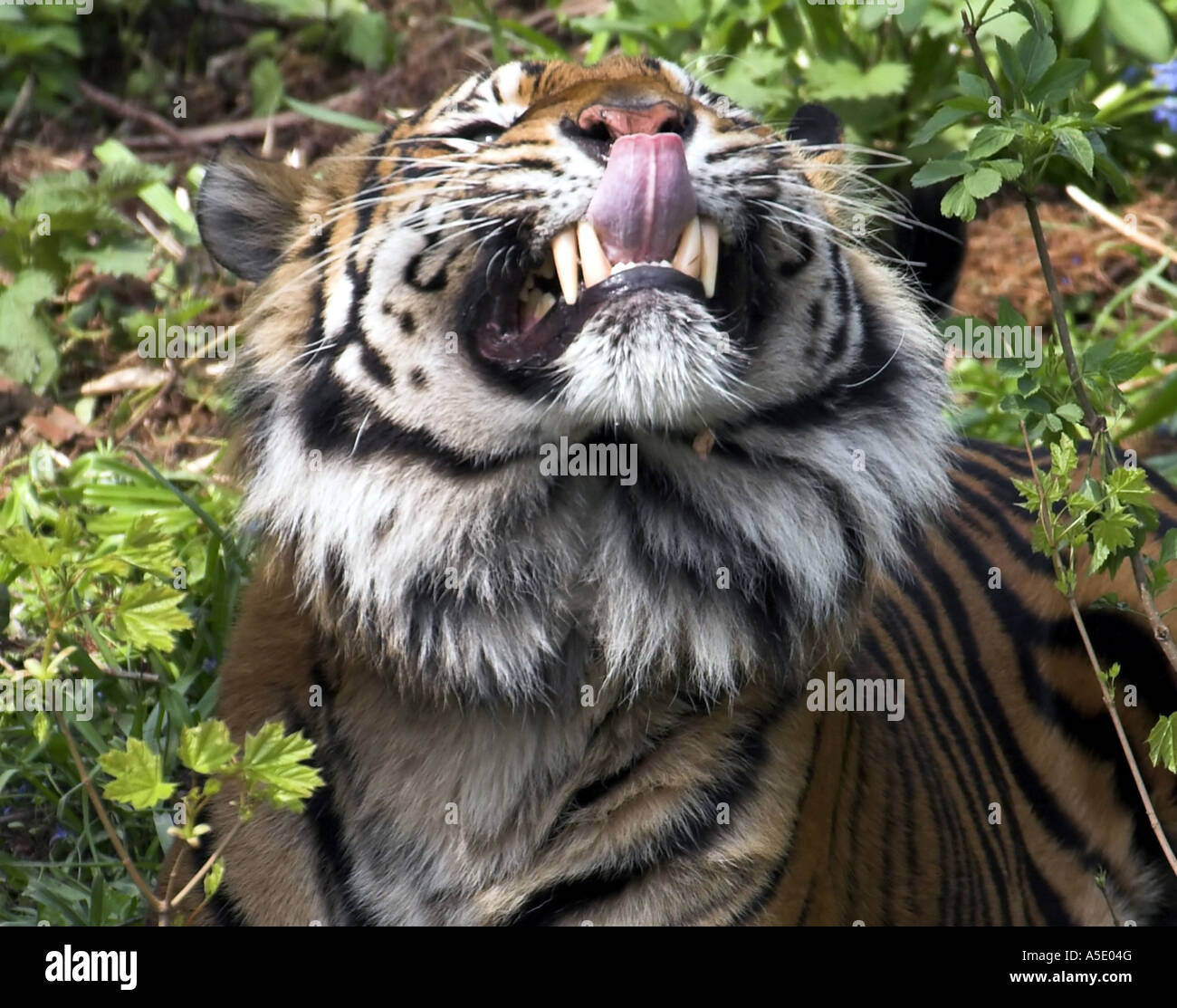 Sumatran tiger (Panthera tigris sumatrae), scenting, Germany, Hesse ...