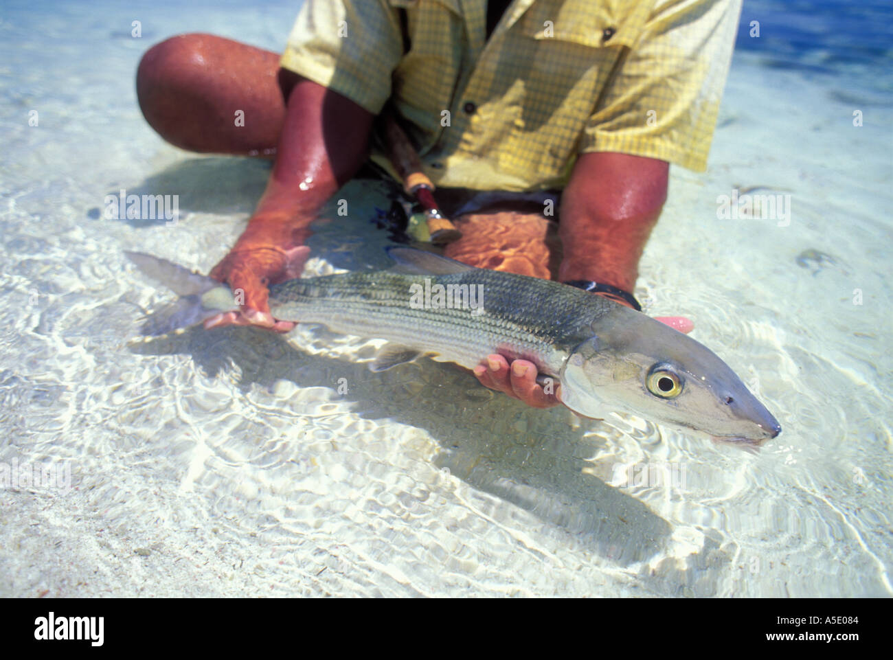 Fly fishing for bonefish in Belize Central America Caribbean Stock ...