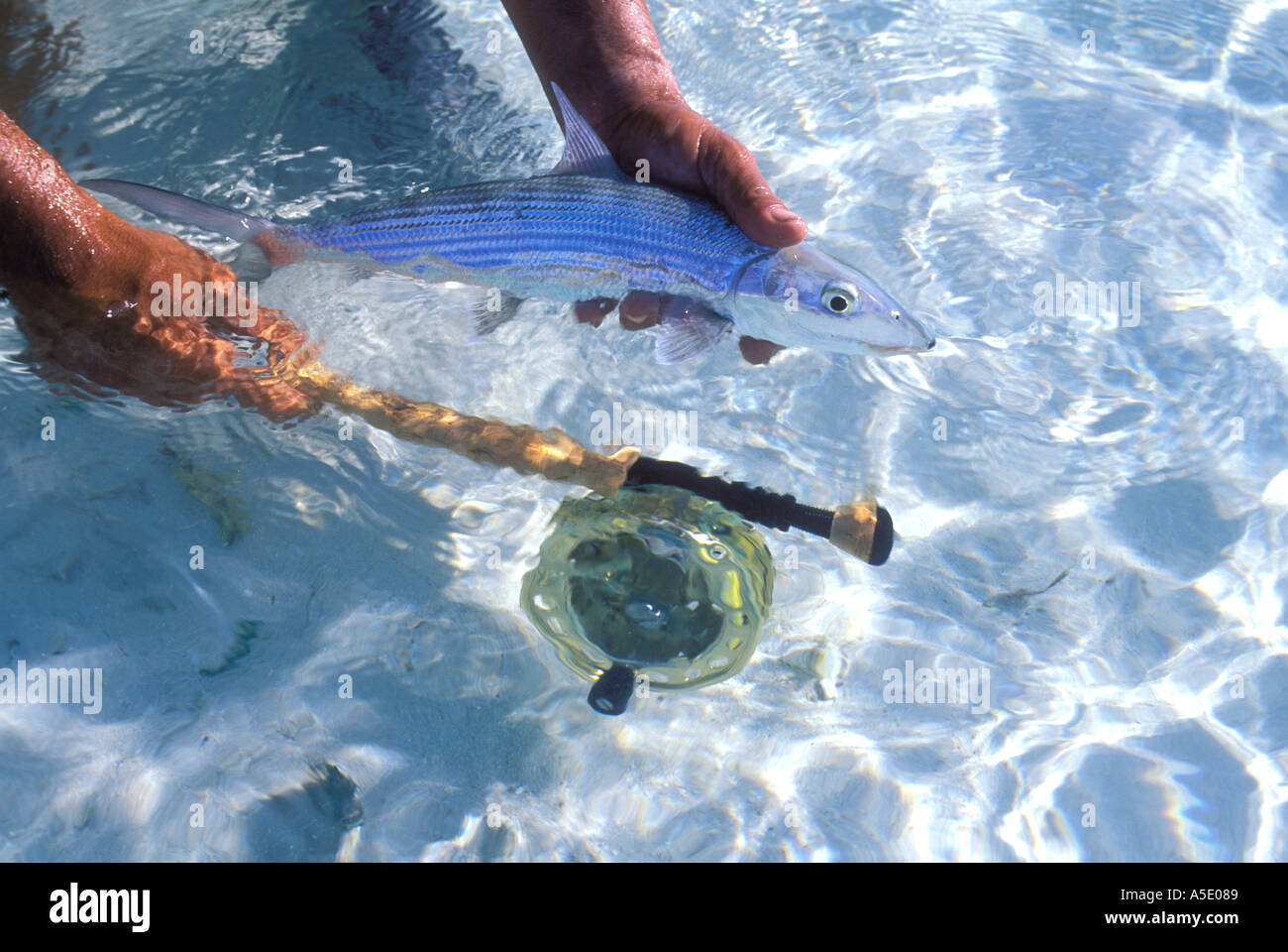 Man with bonefish caught while fly fishing in Belize Central America ...