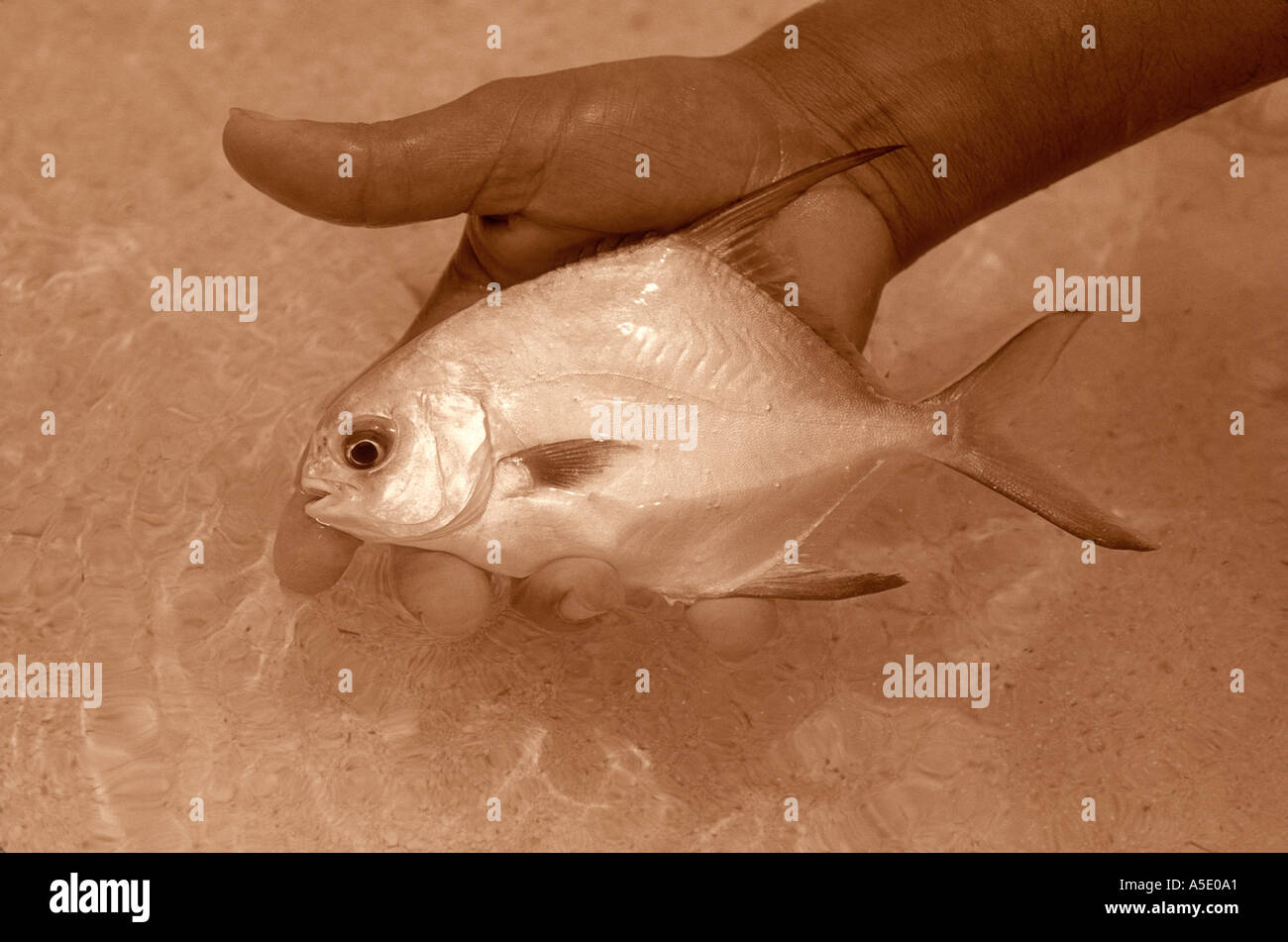Hand holding permit fish in Belize Central America Caribbean Stock ...