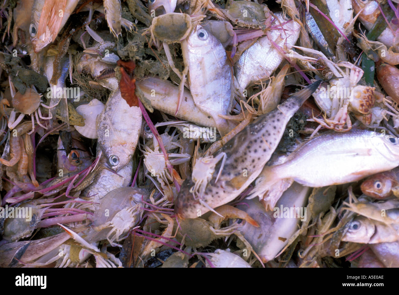 Shrimp Fishing Bycatch
