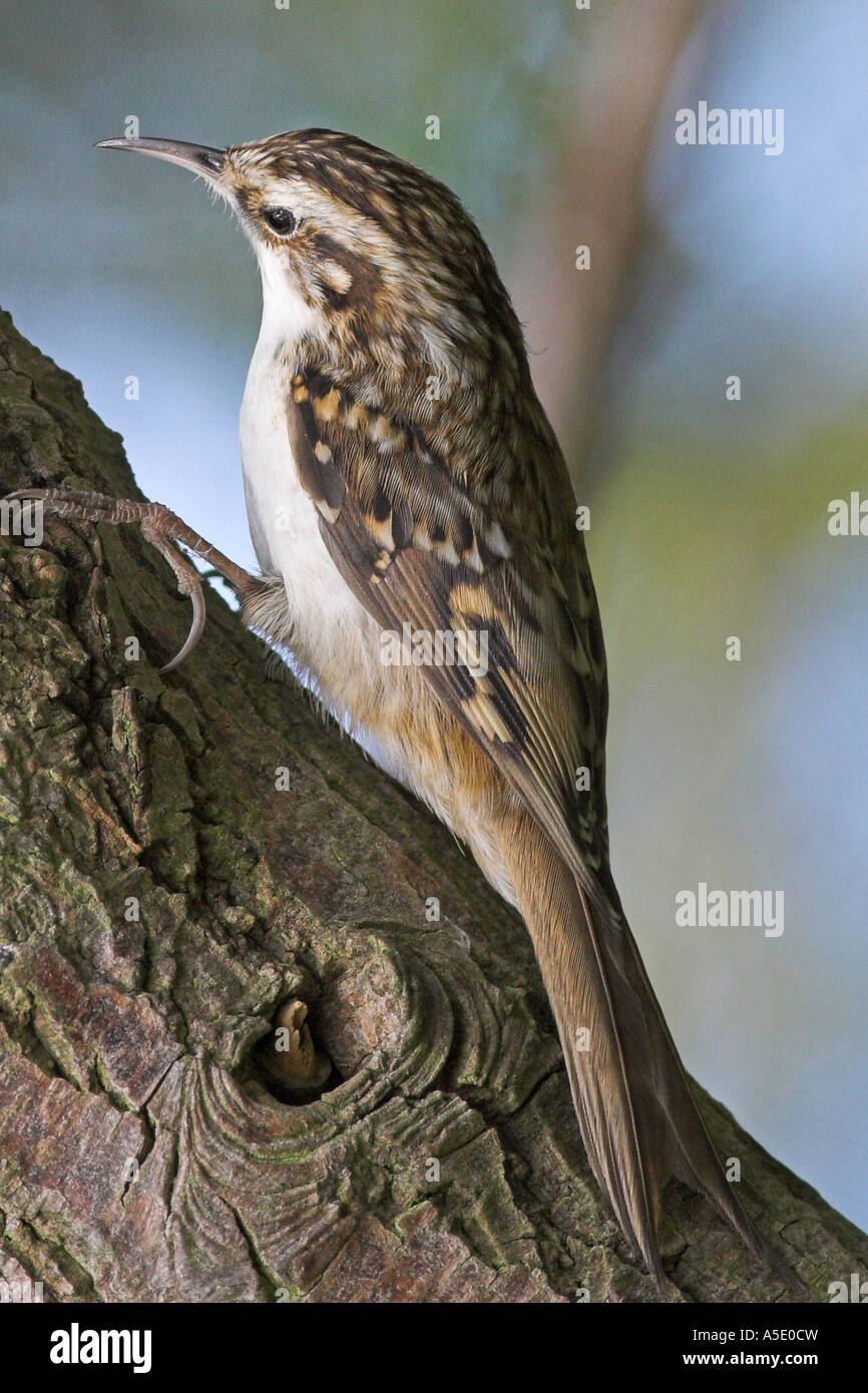 common treecreeper (Certhia familiaris), sitting at a stem Stock Photo ...