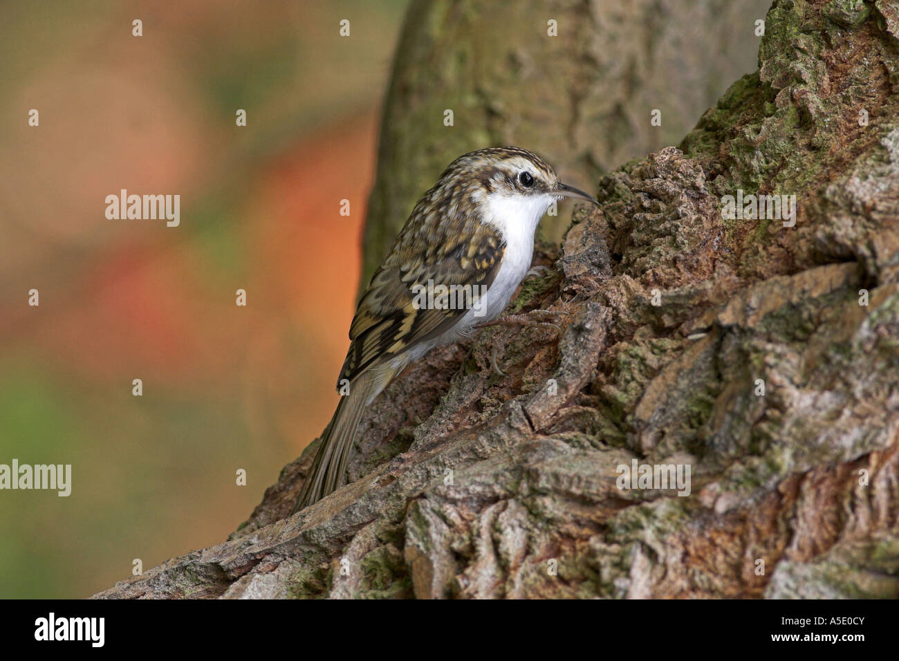 common treecreeper (Certhia familiaris), sitting at a stem Stock Photo ...