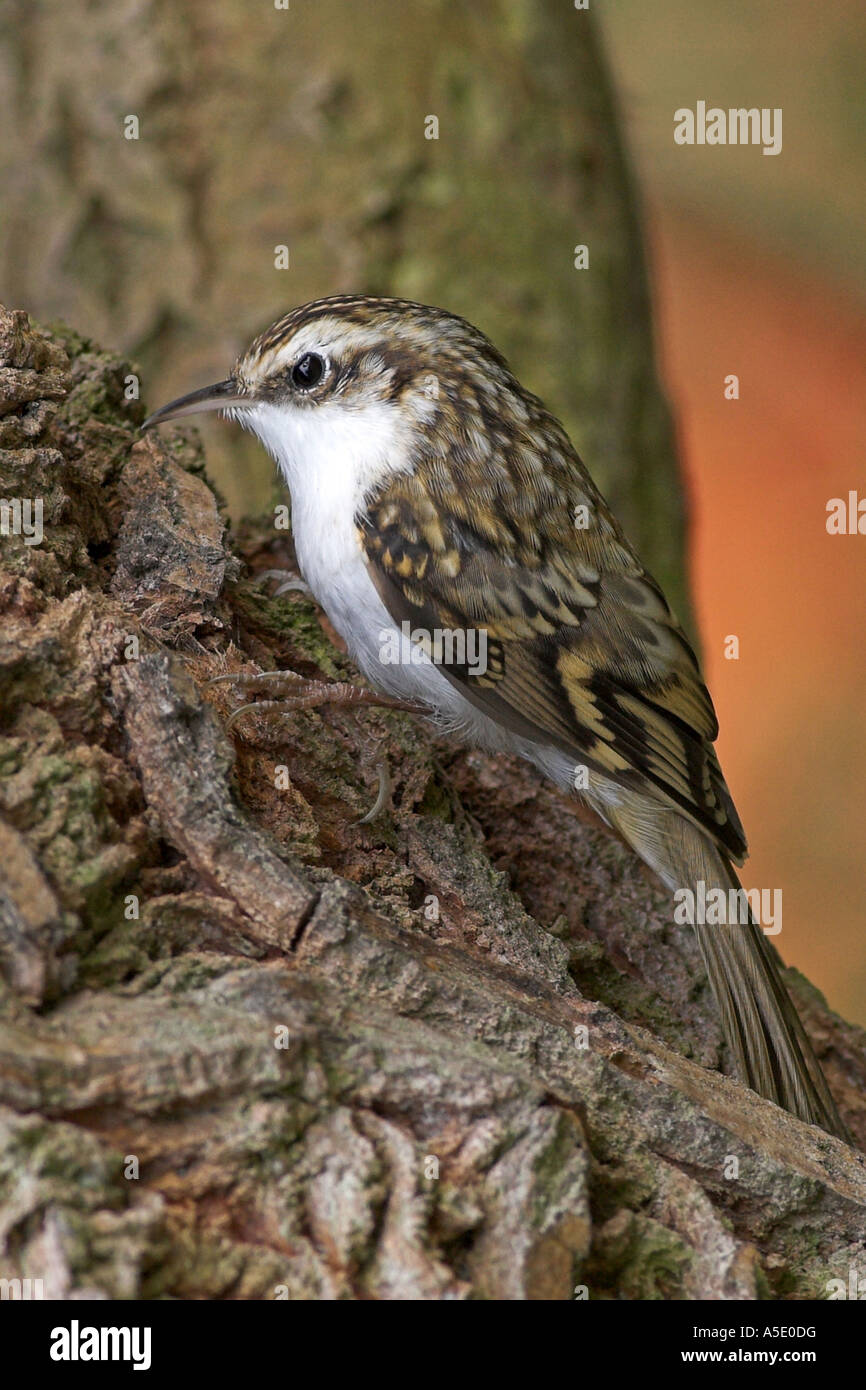 common treecreeper (Certhia familiaris), sitting at a stem Stock Photo ...
