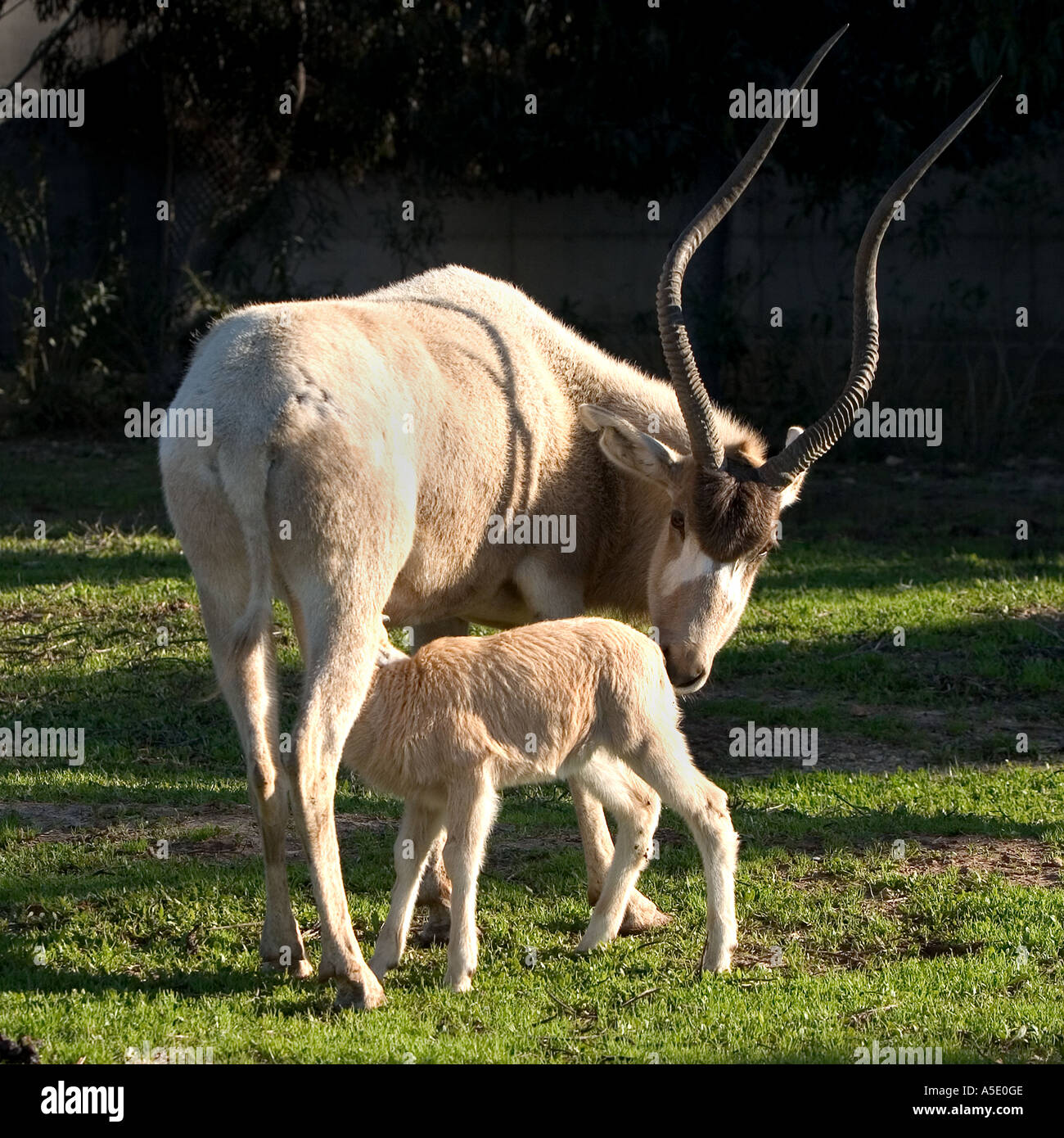Female Addax (Addax nasomaculatus) and calf, The Addax is a critically ...