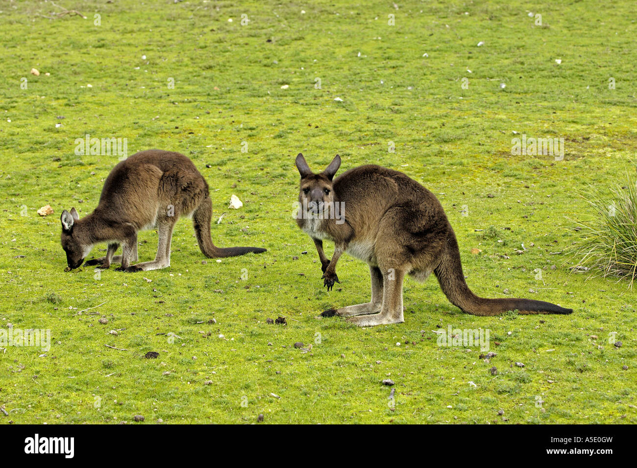 Kangaroo Island kangaroo (Macropus fuliginosus fuliginosus), two ...