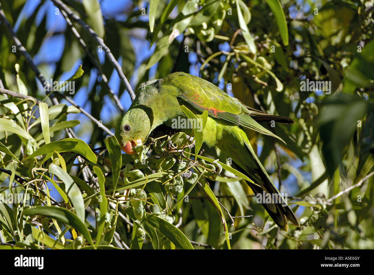 red-winged parrot (Aprosmictus erythropterus), on the feed, Australia ...