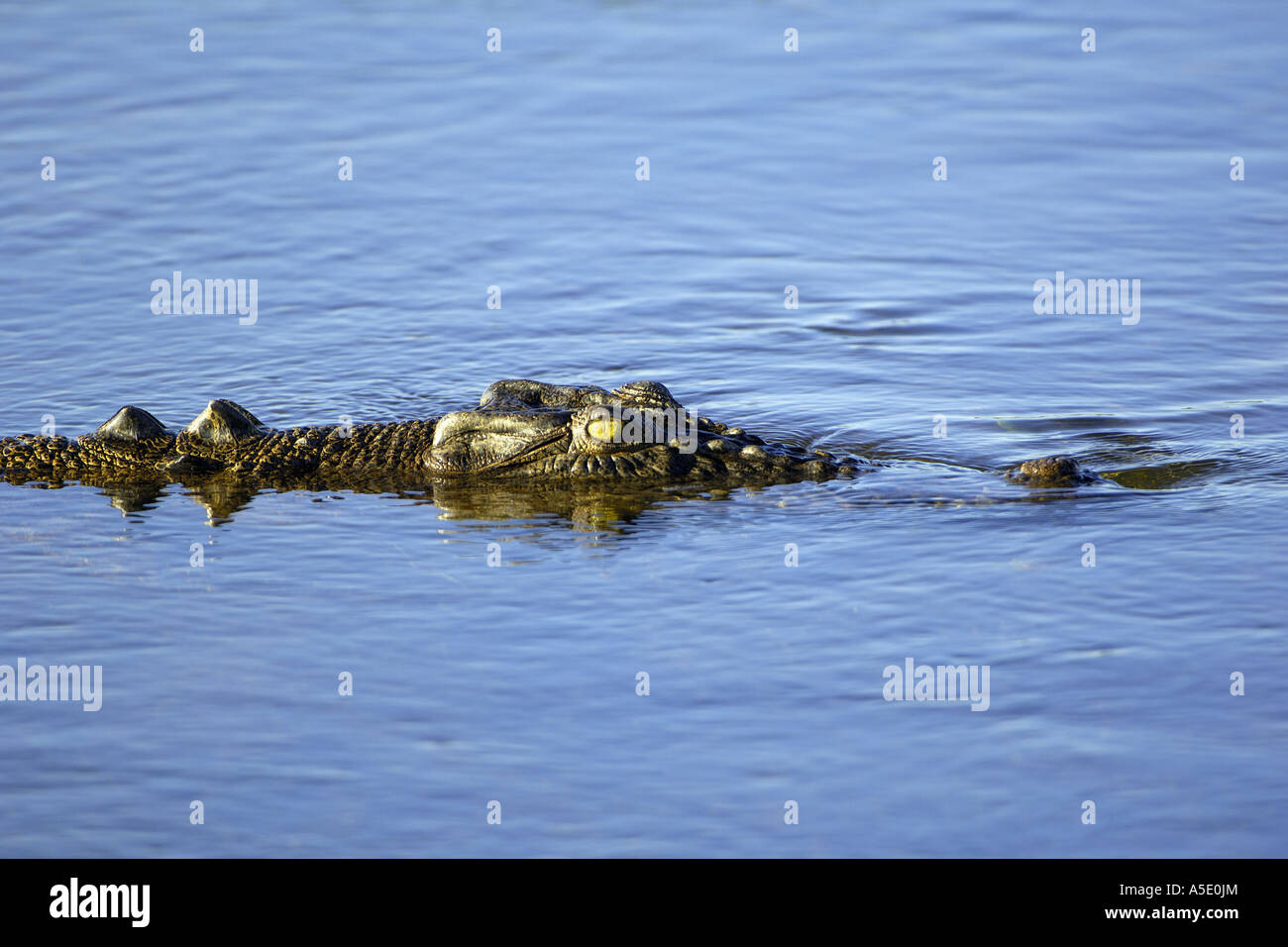 saltwater crocodile, estuarine crocodile (Crocodylus porosus), at ...