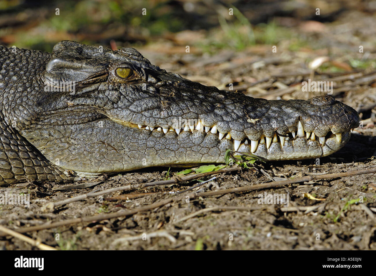 saltwater crocodile, estuarine crocodile (Crocodylus porosus), portrait ...