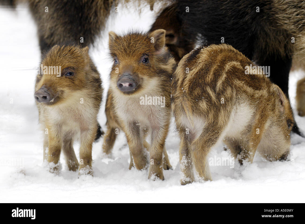 wild boar, pig (Sus scrofa), Piglets, Germany Stock Photo - Alamy