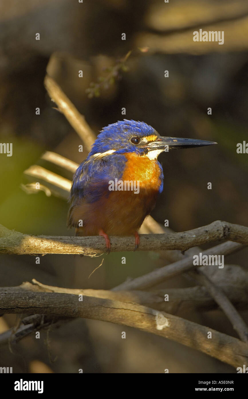 Australian azure kingfisher hi-res stock photography and images - Alamy