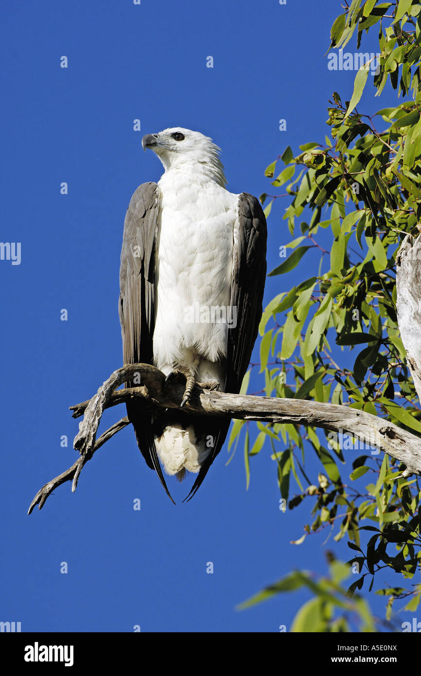 white-bellied sea eagle (Haliaeetus leucogaster), sitting on a branch ...