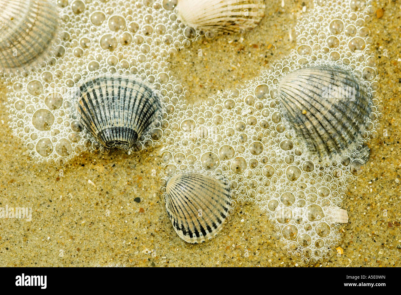 shells in the sand Stock Photo - Alamy