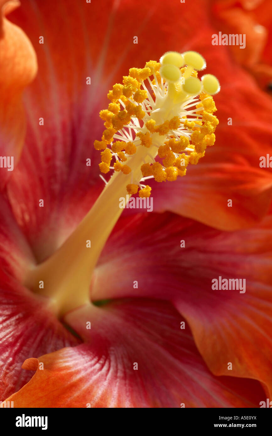 Chinese hibiscus (Hibiscus rosa-sinensis), close up of the flower Stock ...