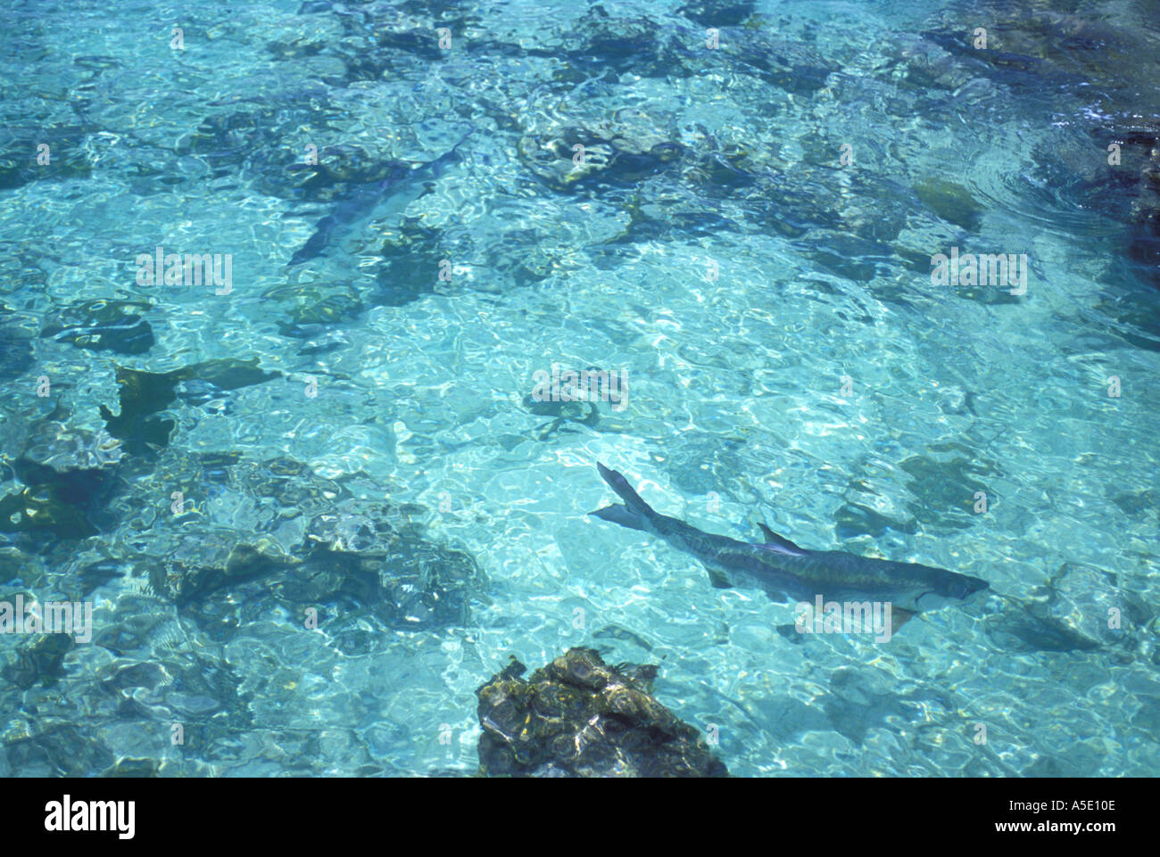 Tarpon fish megalops atlanticus swimming in shallow water on Grand ...
