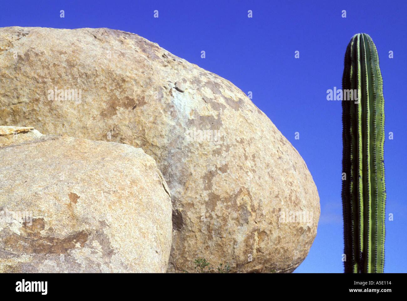 Cactus and boulder in Baja California Mexico Stock Photo - Alamy