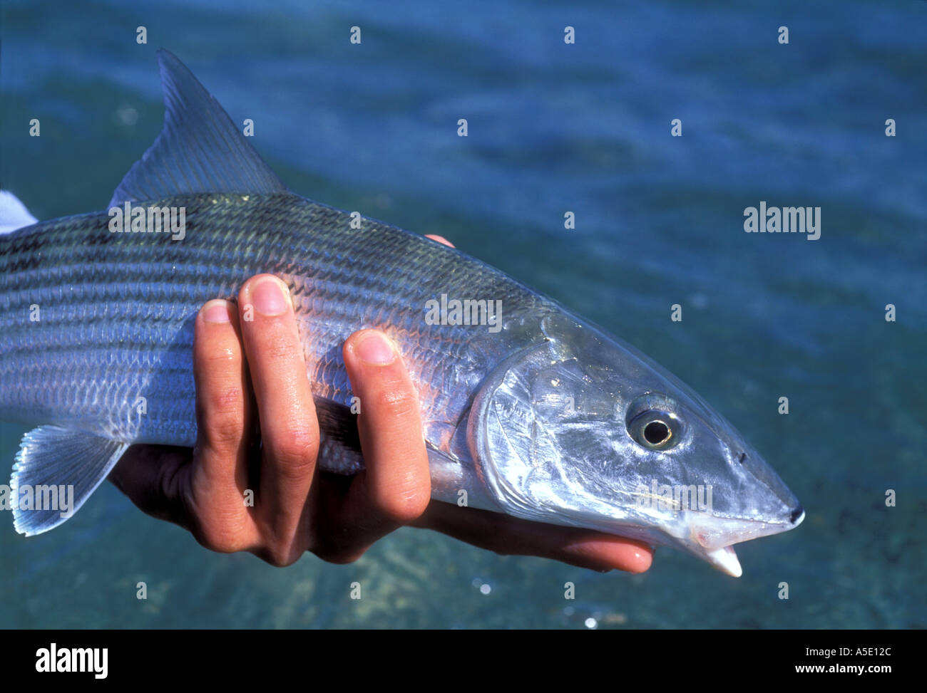Hands holding bonefish caught while fly fishing in Belize Central ...